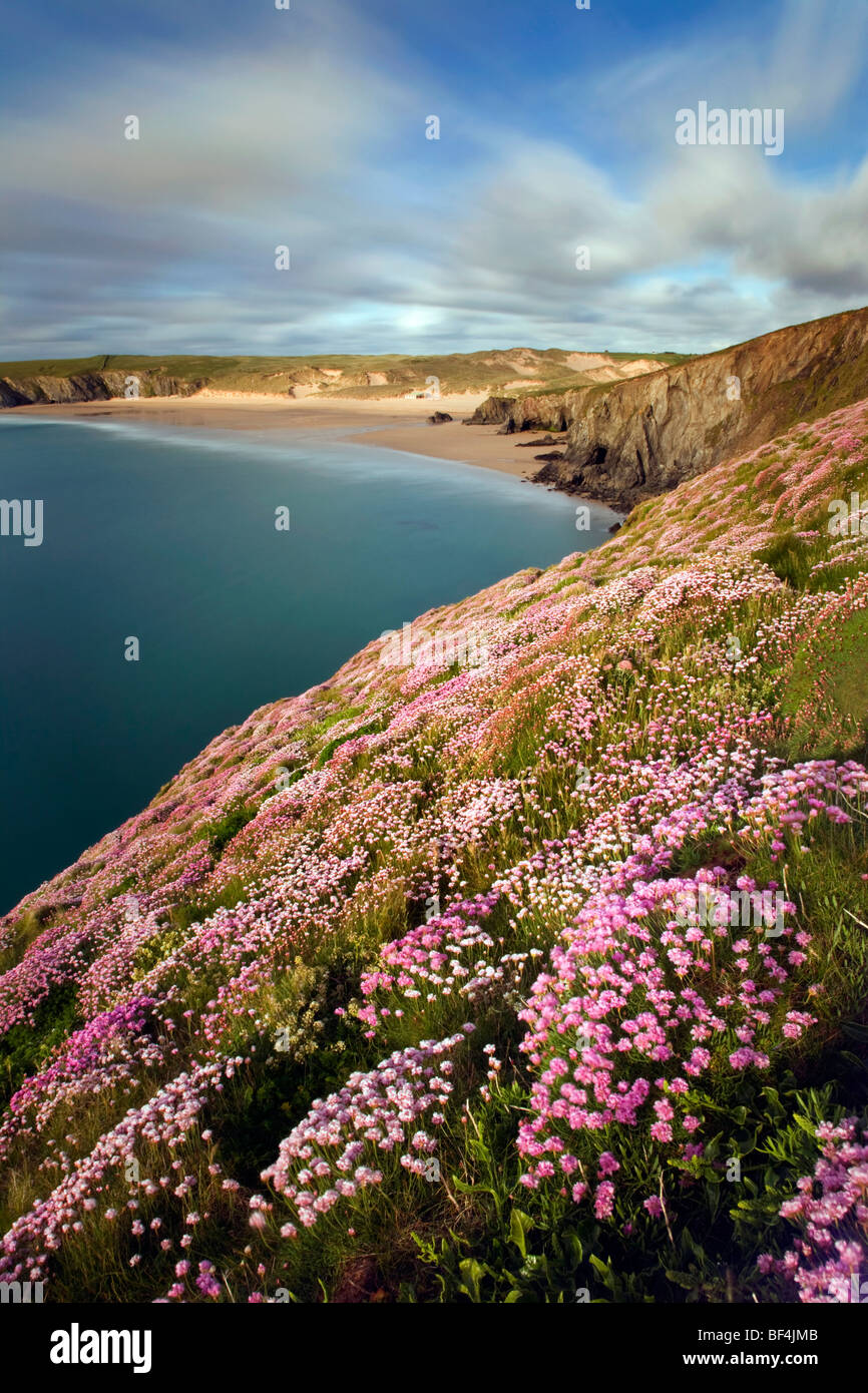Thrift at Holywell Bay; Cornwall Stock Photo - Alamy