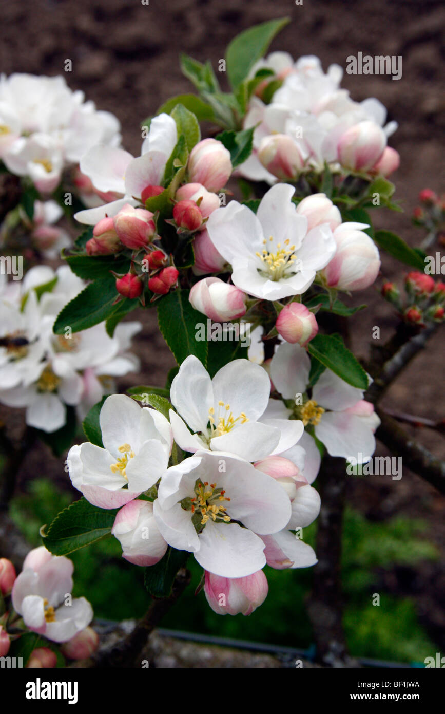 Malus domestica discovery hi-res stock photography and images - Alamy