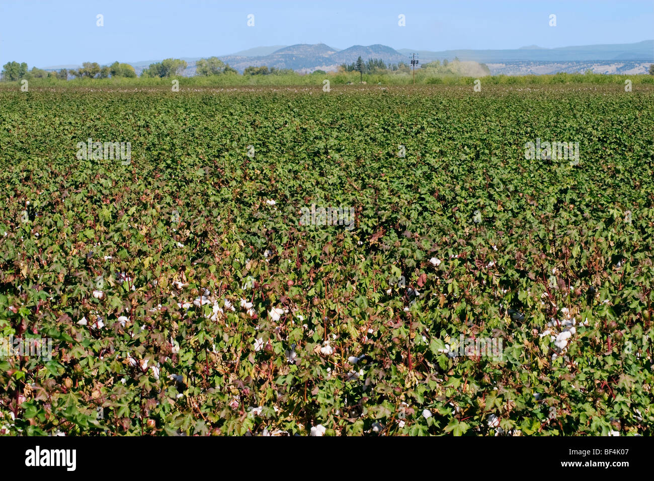 Agriculture - Field of mature cotton at the defoliation stage showing ...