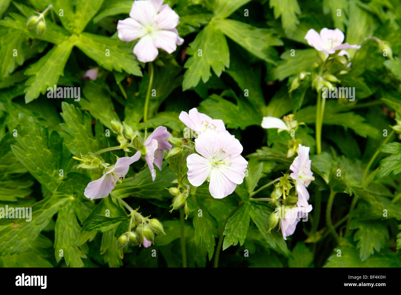 Pink cranesbill shade hi-res stock photography and images - Alamy