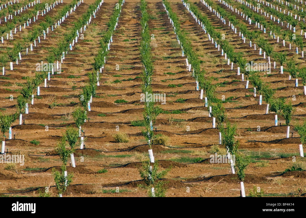 Almond Orchard High Resolution Stock Photography and Images - Alamy