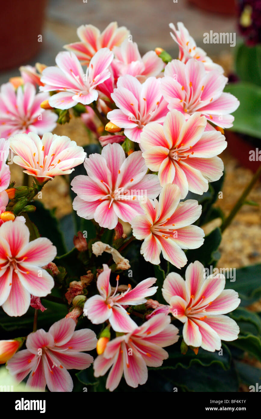 Lewisia hi-res stock photography and images - Alamy