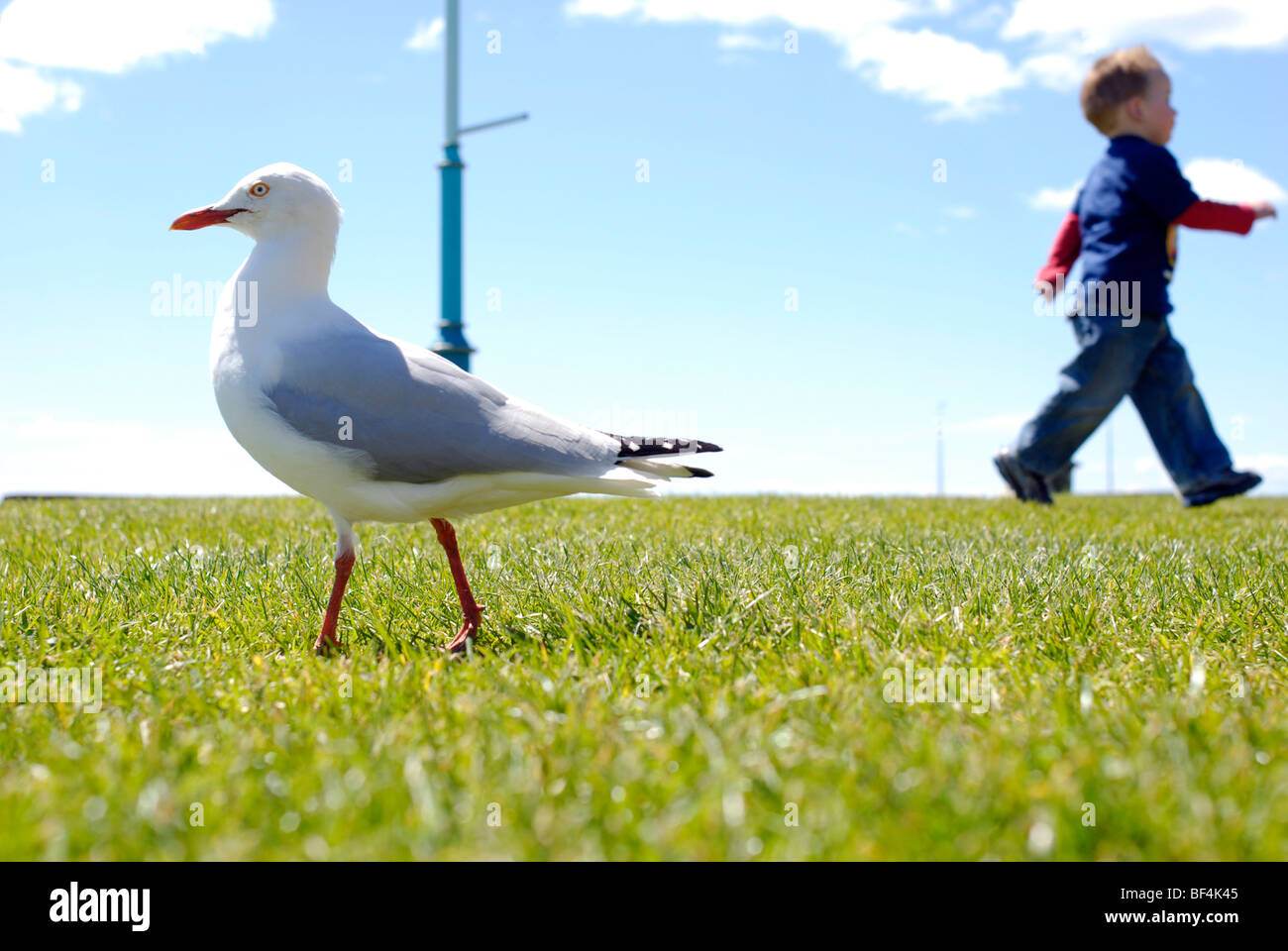 Seagull and young boy walking in opposite directions. You can go your ...