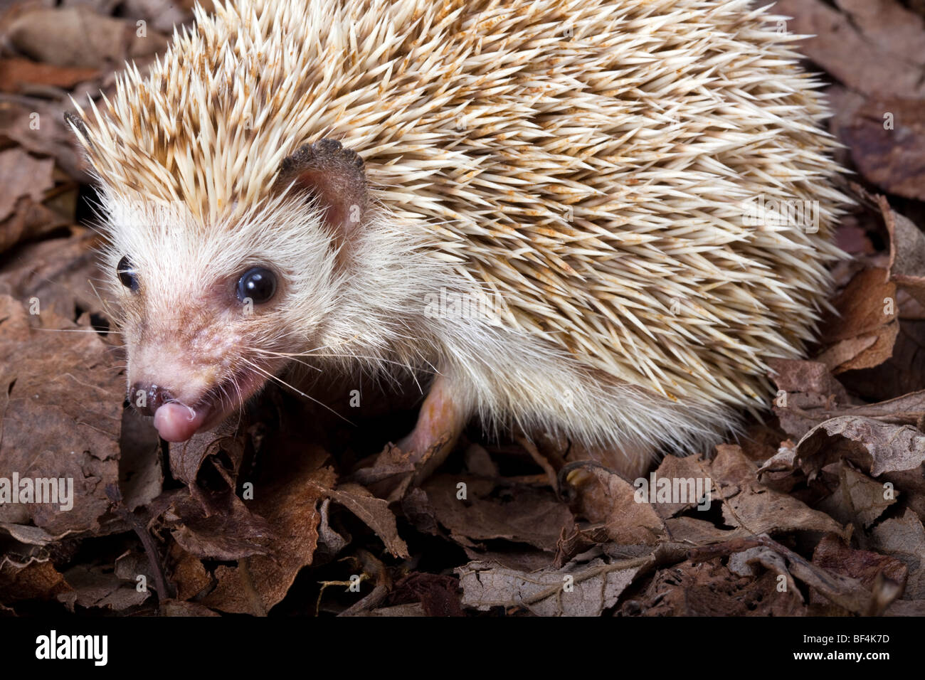 North American Hedgehog