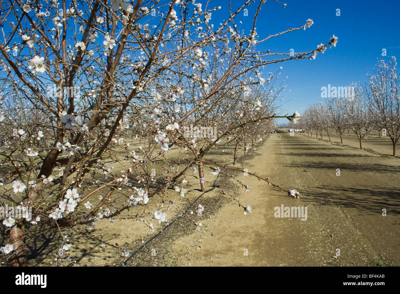 Almon Stock Photos & Almon Stock Images - Alamy