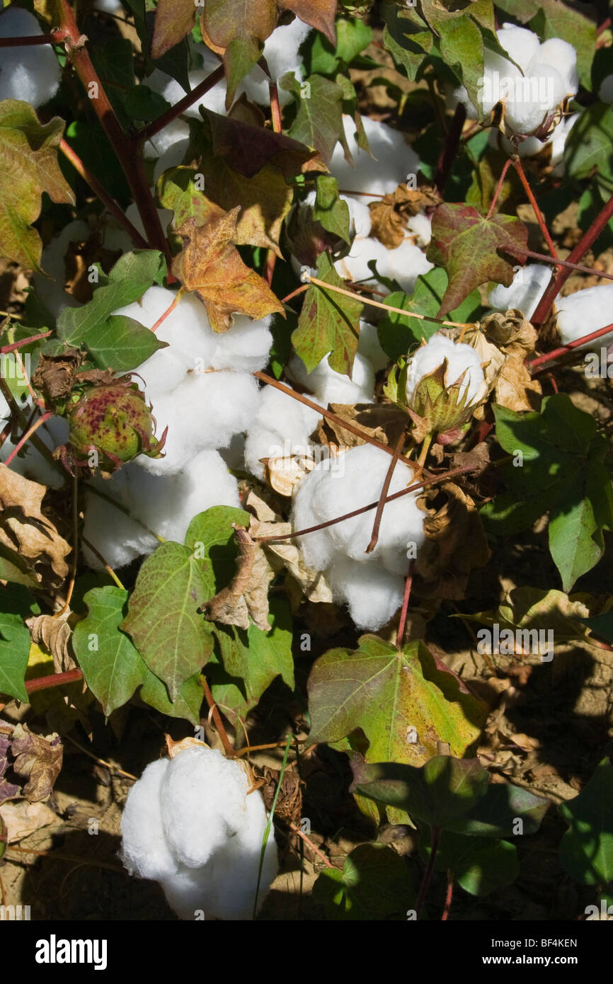 Agriculture - Closeup of mature cotton at the defoliation stage showing ...