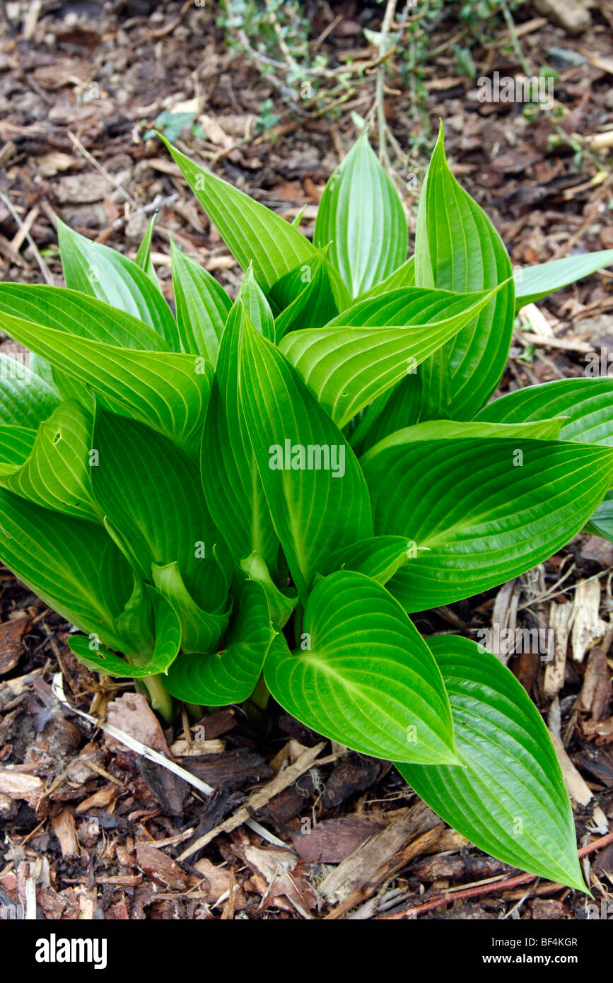 Devon green hosta hi-res stock photography and images - Alamy
