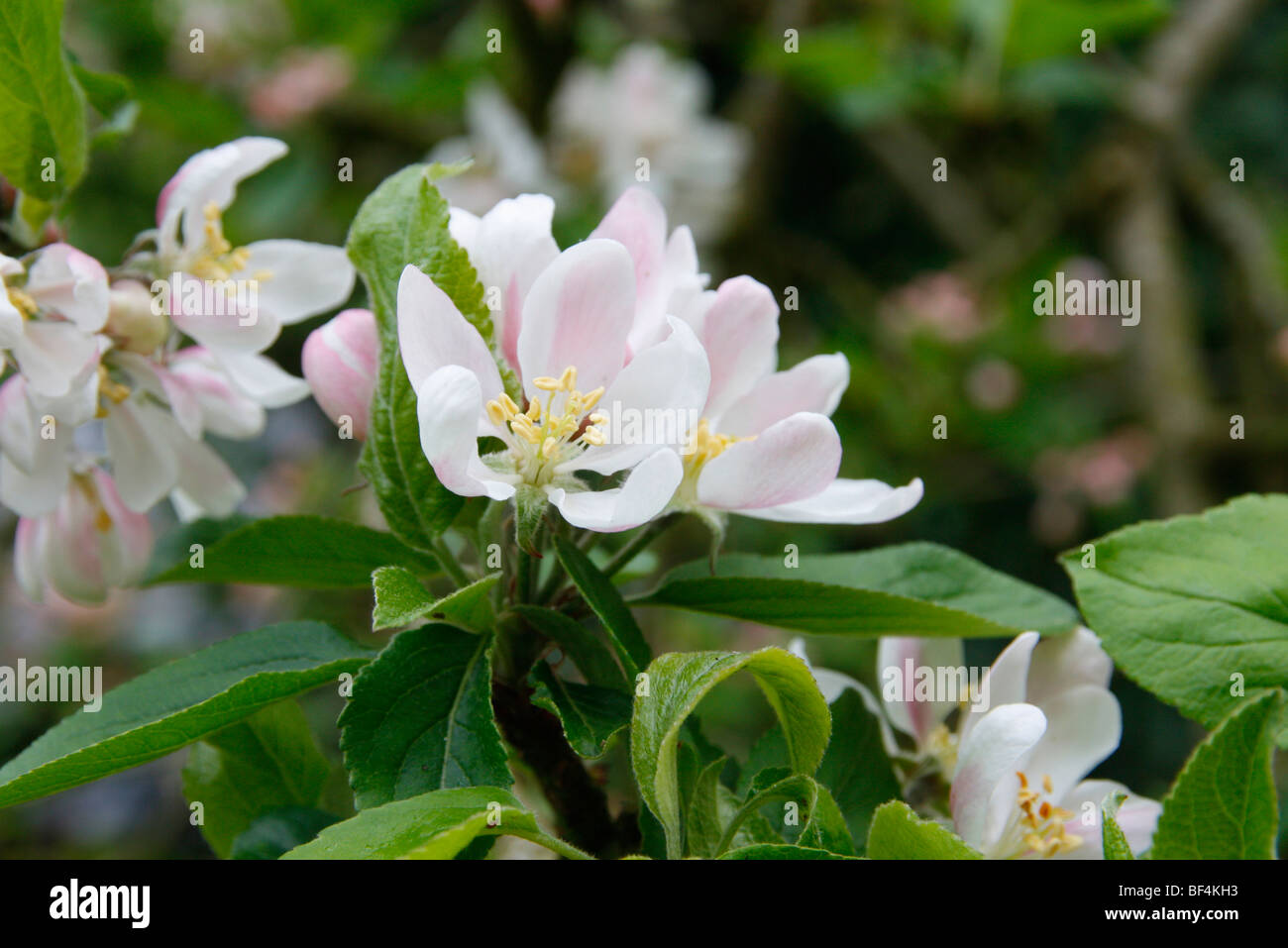 Apple Katy Stock Photos & Apple Katy Stock Images - Alamy