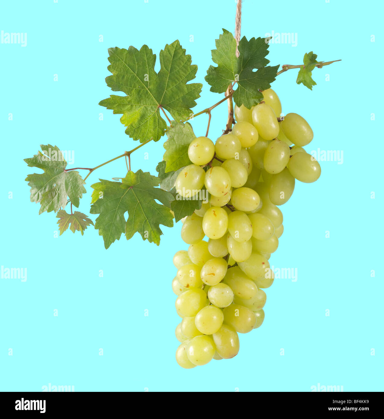 Bunch of green grapes with vine leaves Stock Photo - Alamy