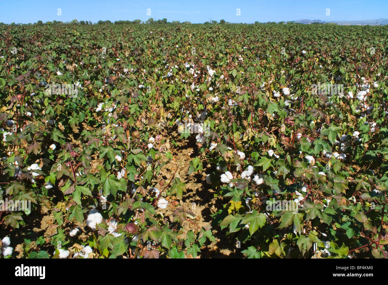 Cotton plant hi-res stock photography and images - Alamy