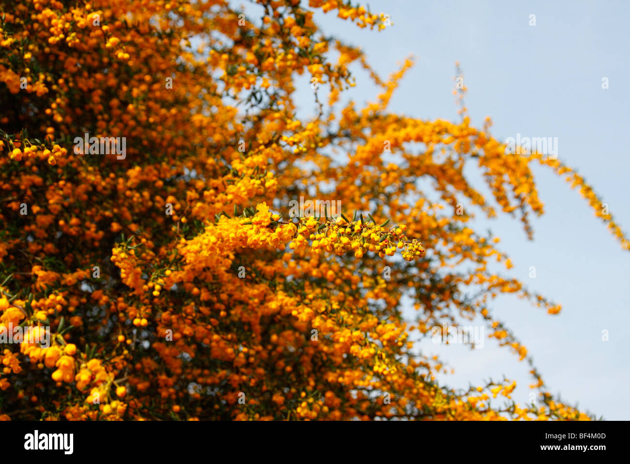 Barberry berberis x stenophylla hi-res stock photography and images - Alamy