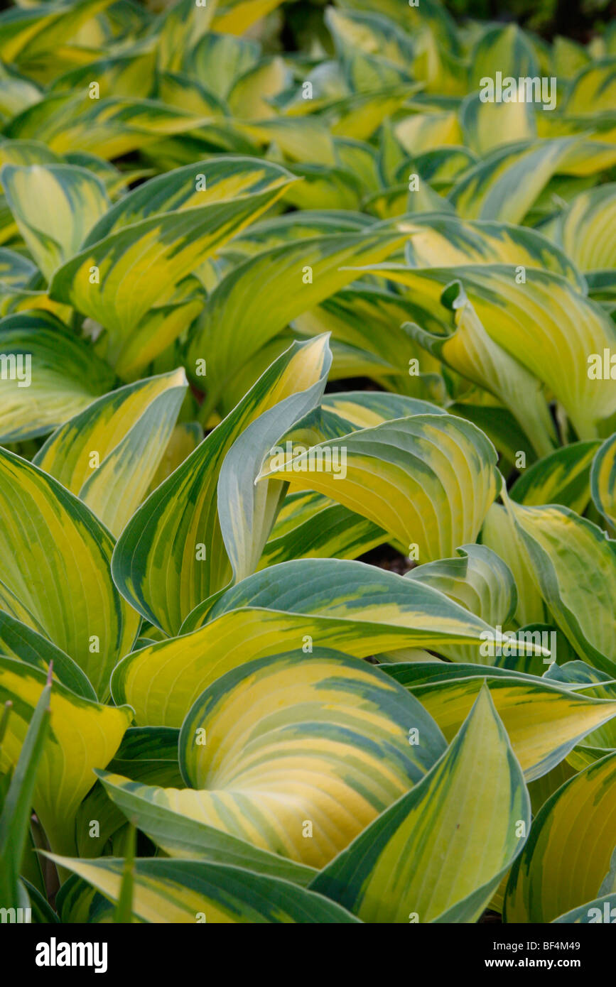 Hosta 'June' AGM Stock Photo - Alamy