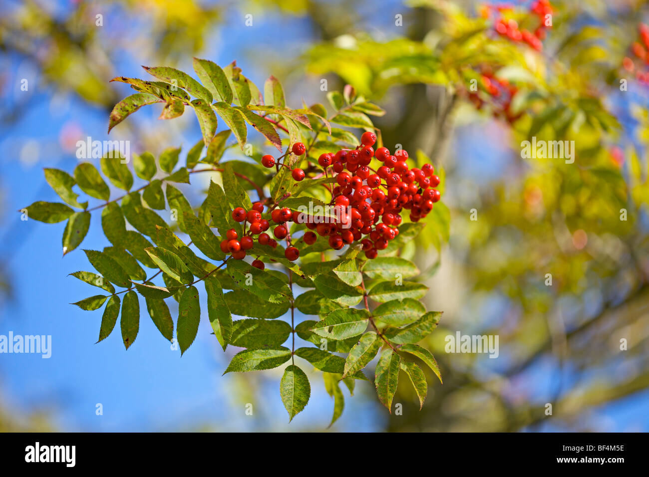 Sorbus commixta hi-res stock photography and images - Alamy