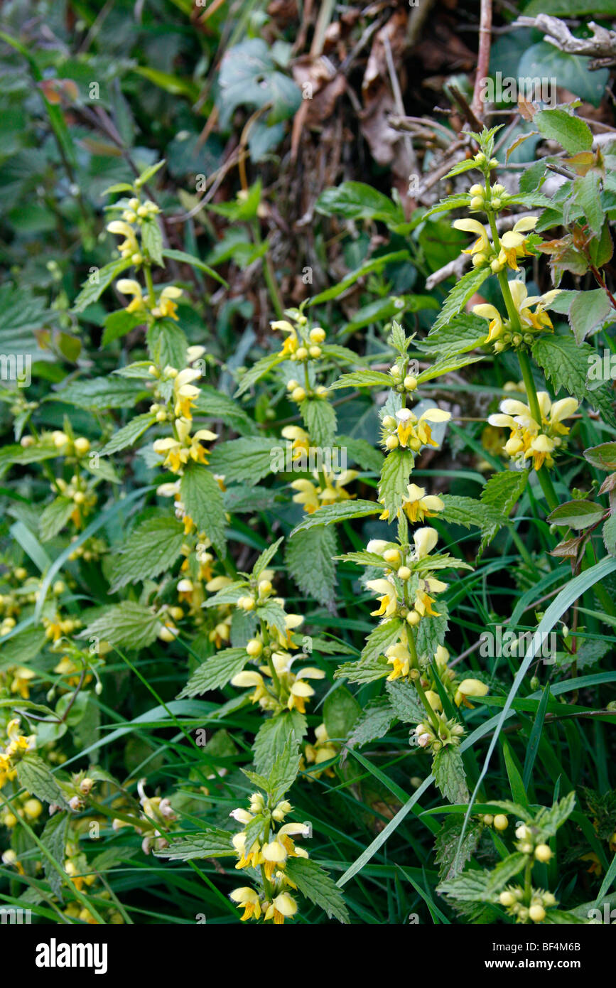 Lamiastrum galeobdolon Yellow Archangel Stock Photo - Alamy