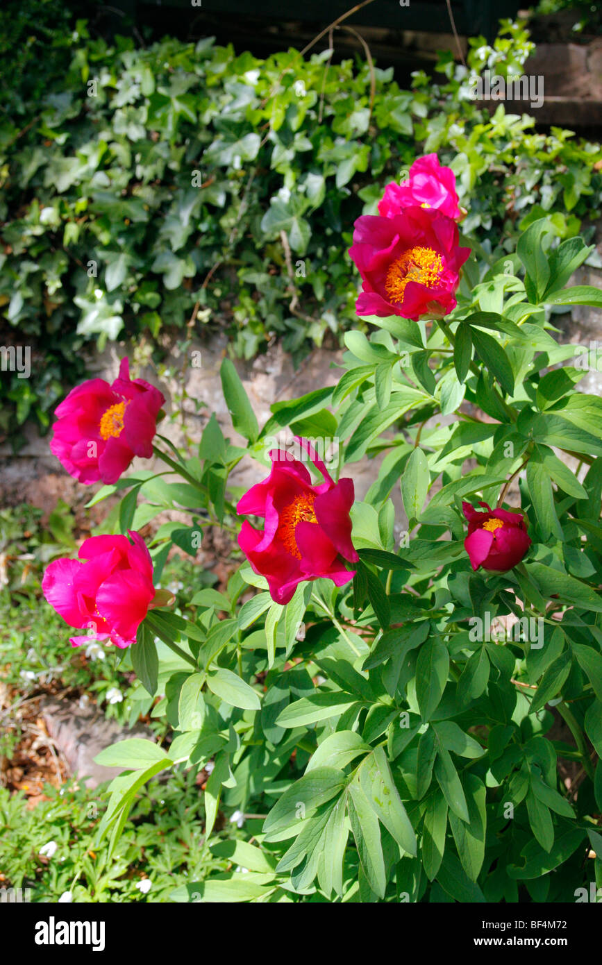 Paeony officinalis hi-res stock photography and images - Alamy