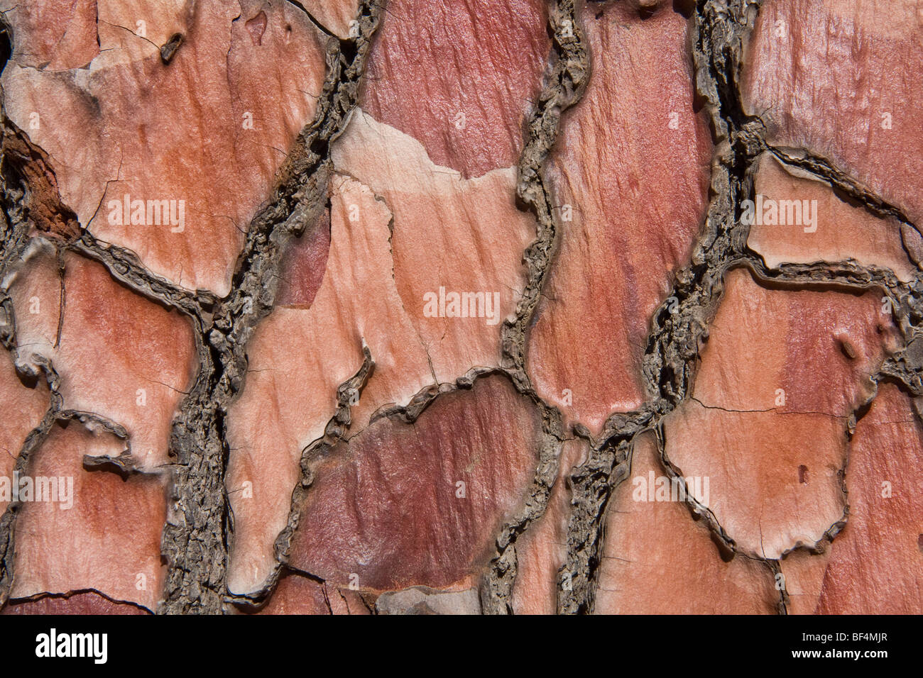 Red tree bark background texture Stock Photo - Alamy