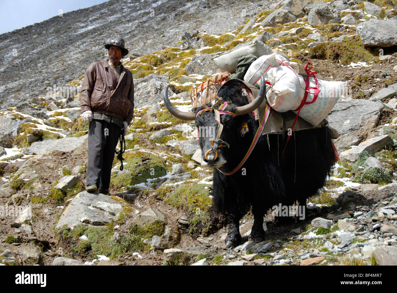 Trekking tourism, Tibetan leading the loaded Yak (Bos mutus), Chitu-La ...