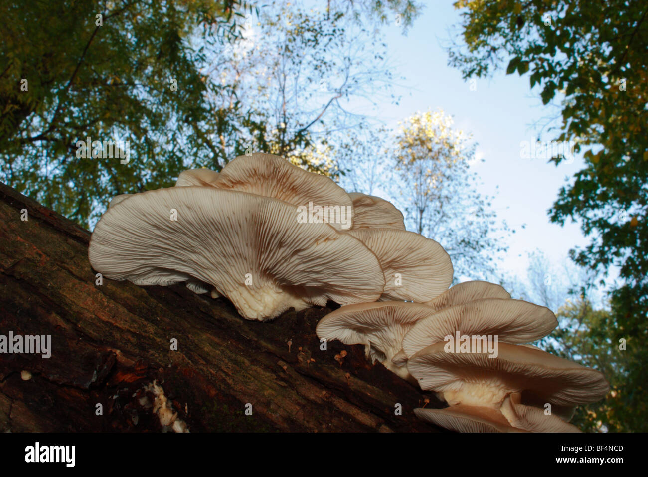 Oyster Mushrooms (Pleurotus ostreatus)growing on dead deciduous tree in Virginia Stock Photo - Alamy