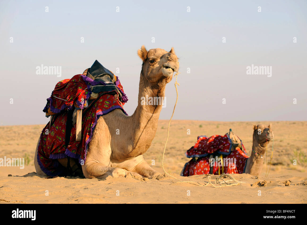 Riding camels, Dromedaries (Camelus dromedarius) in the Thar desert ...