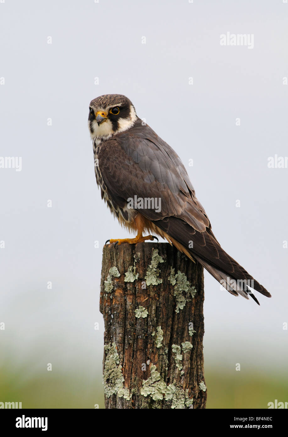 Falco subbuteo hi-res stock photography and images - Alamy