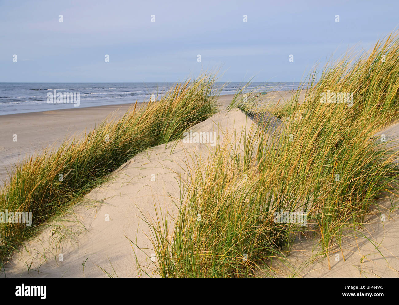 Marram grass (Ammophila arenaria) on a dune near the North Sea beach at ...