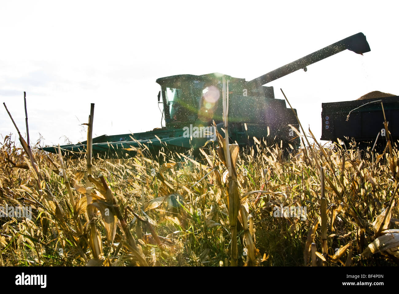 John Deer combine harvesting corn, Ukraine Stock Photo - Alamy