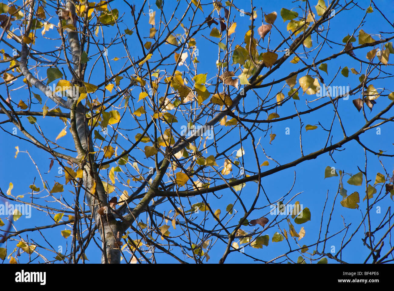 Blue sky and fall colors hi-res stock photography and images - Alamy
