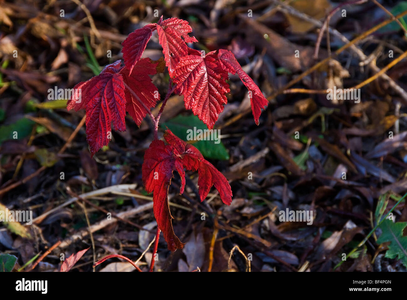 Fall colors hi-res stock photography and images - Alamy