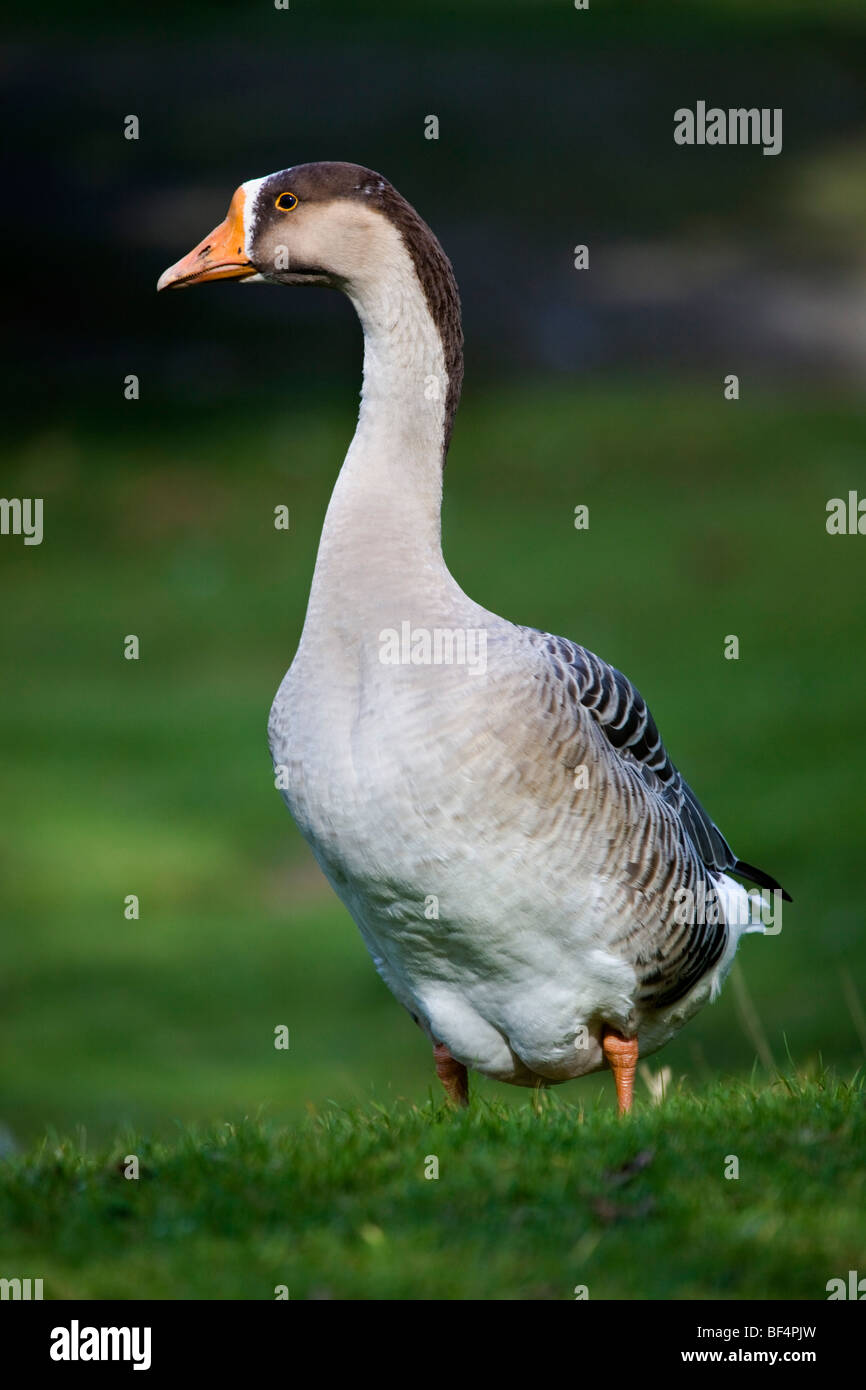 Chinese goose or Swan Goose; Anser cygnoides Stock Photo - Alamy