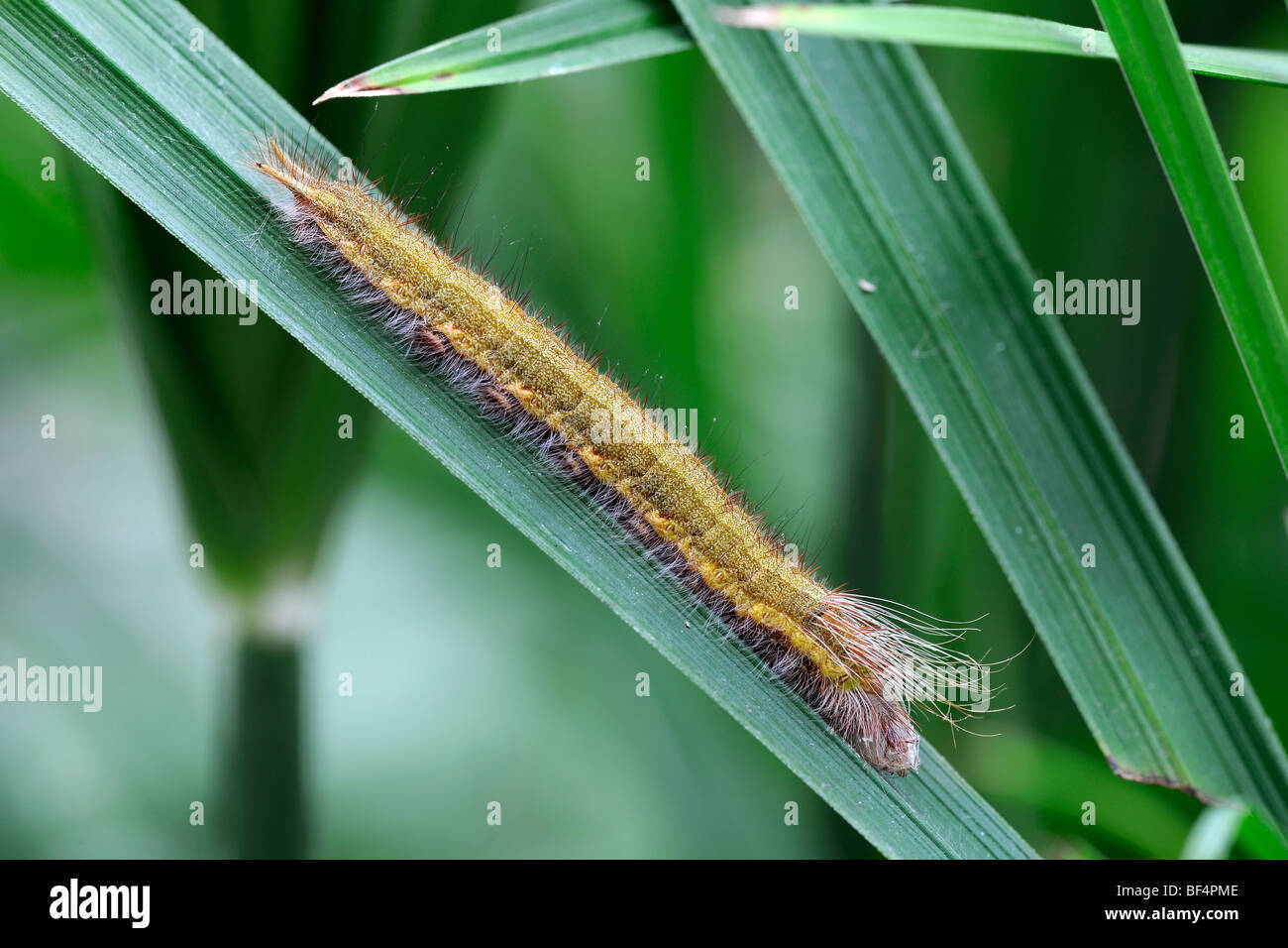 Caterpillar of a Common Palmfly (Elymnias Hypermnestra), South Asia ...