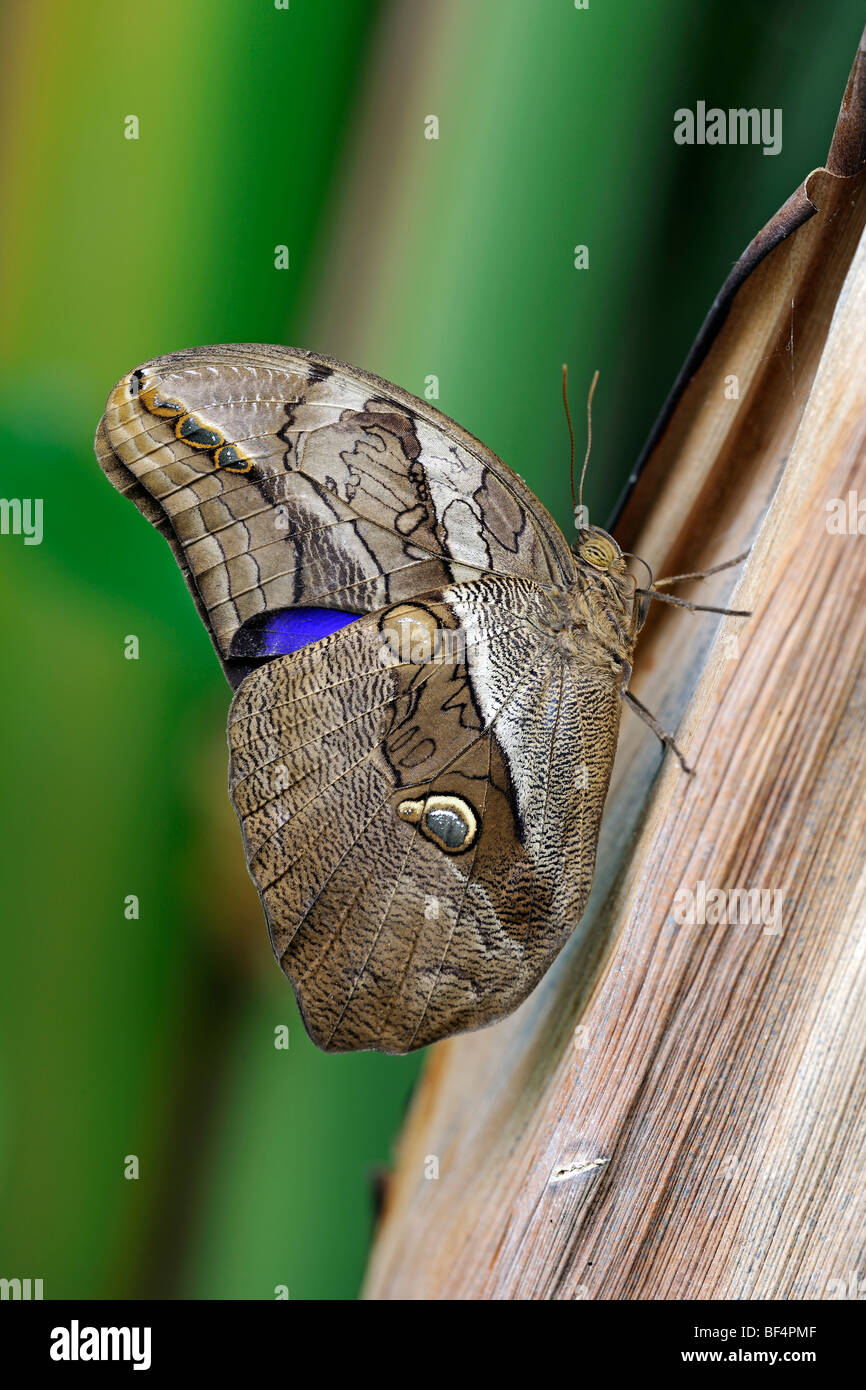 Automedon Giant Owl Butterfly (Eryphanis Automedon), South America ...