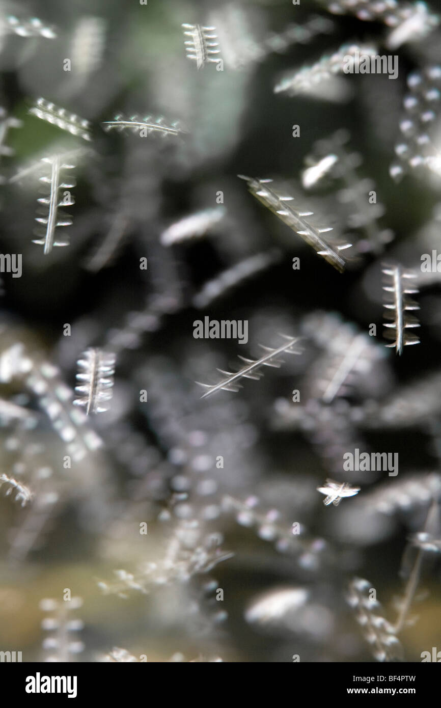 Midges hi-res stock photography and images - Alamy