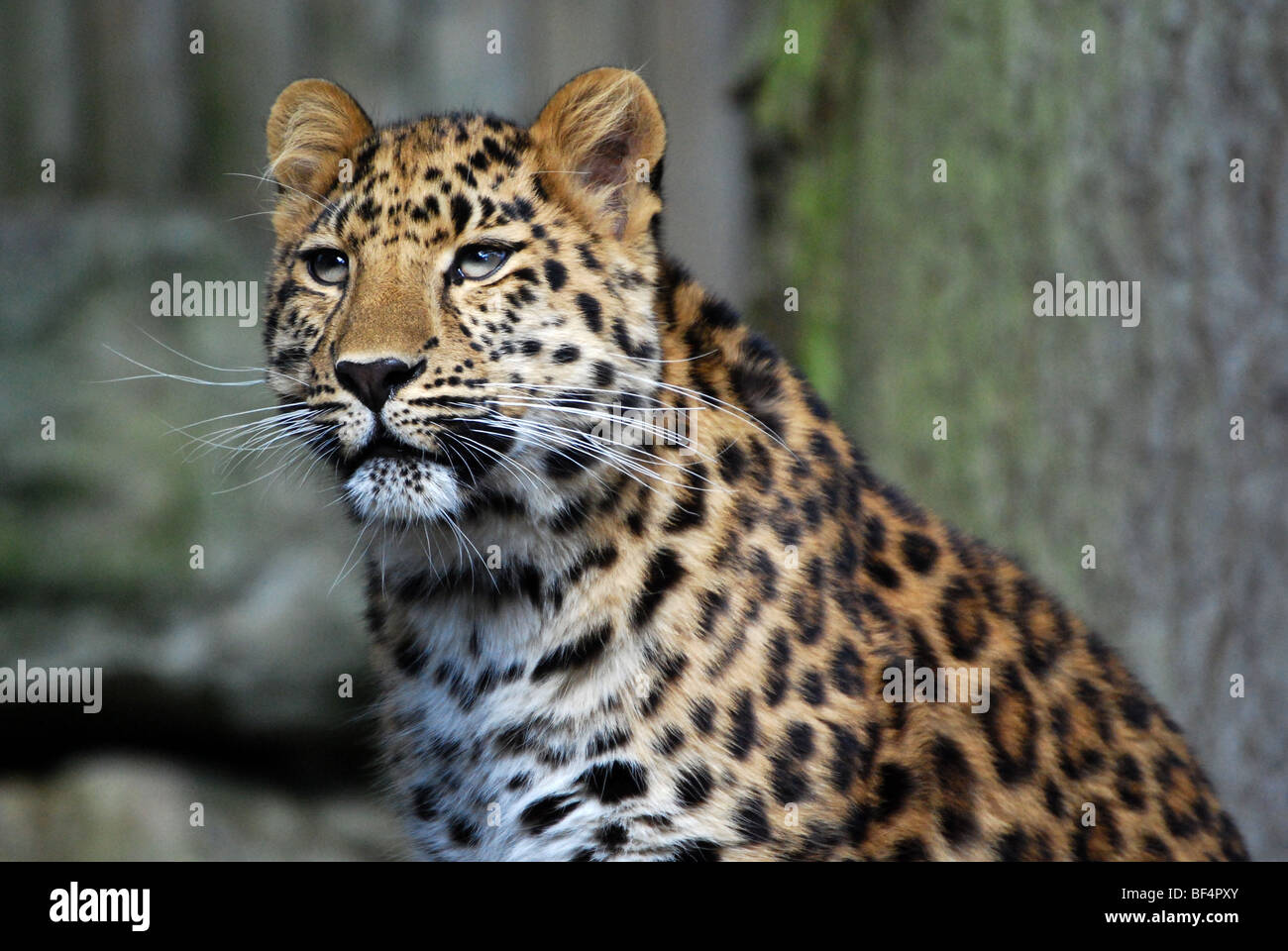 Amur endangered hi-res stock photography and images - Alamy Amur endangered hi-res stock photography and images - Alamy
