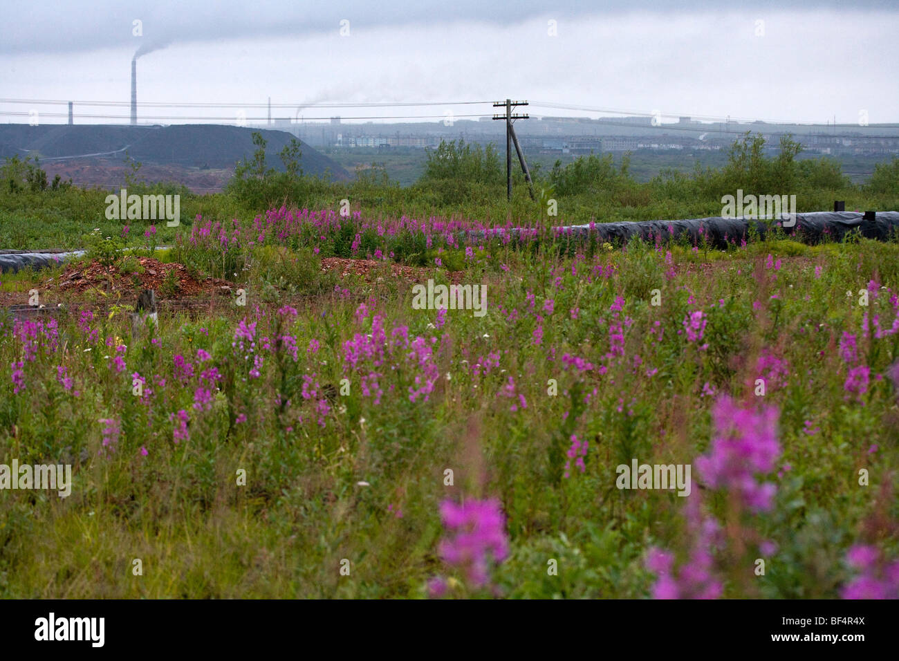 Russian arctic urals Stock Photo - Alamy