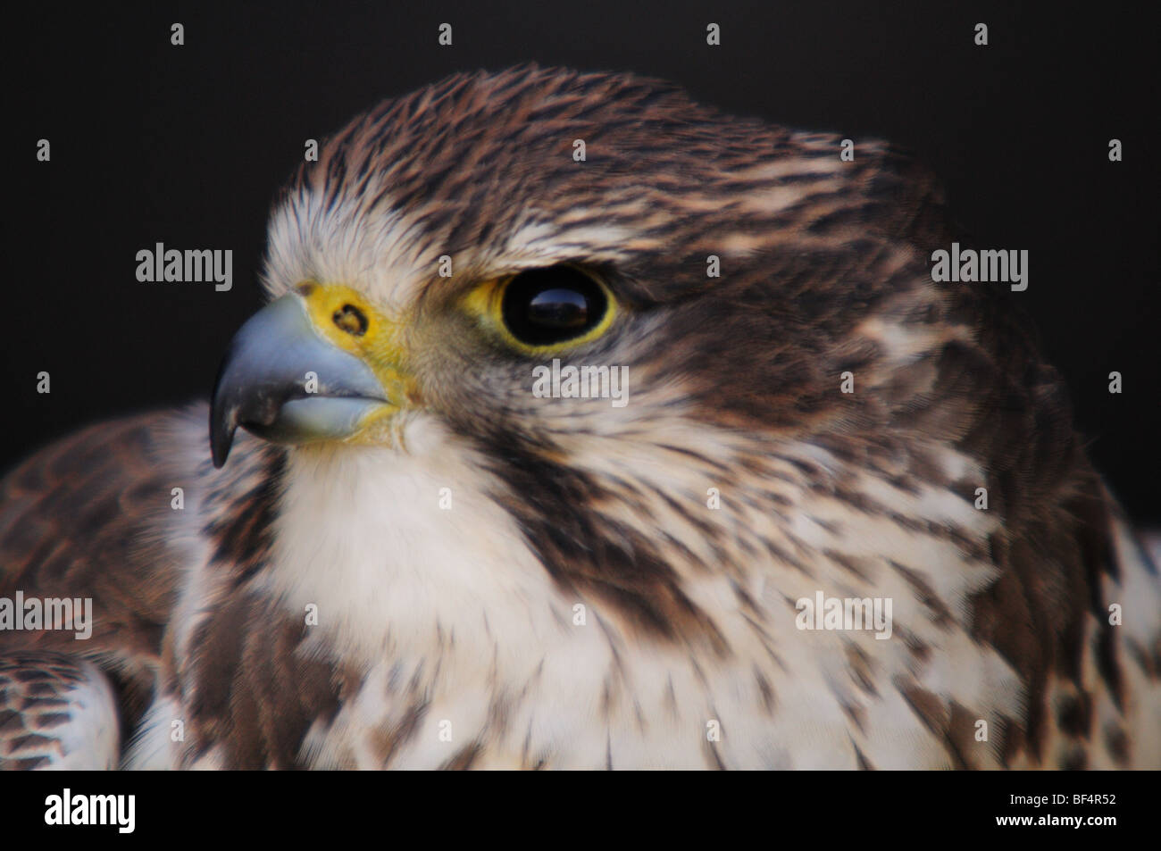Lanner falcon birds hi-res stock photography and images - Alamy