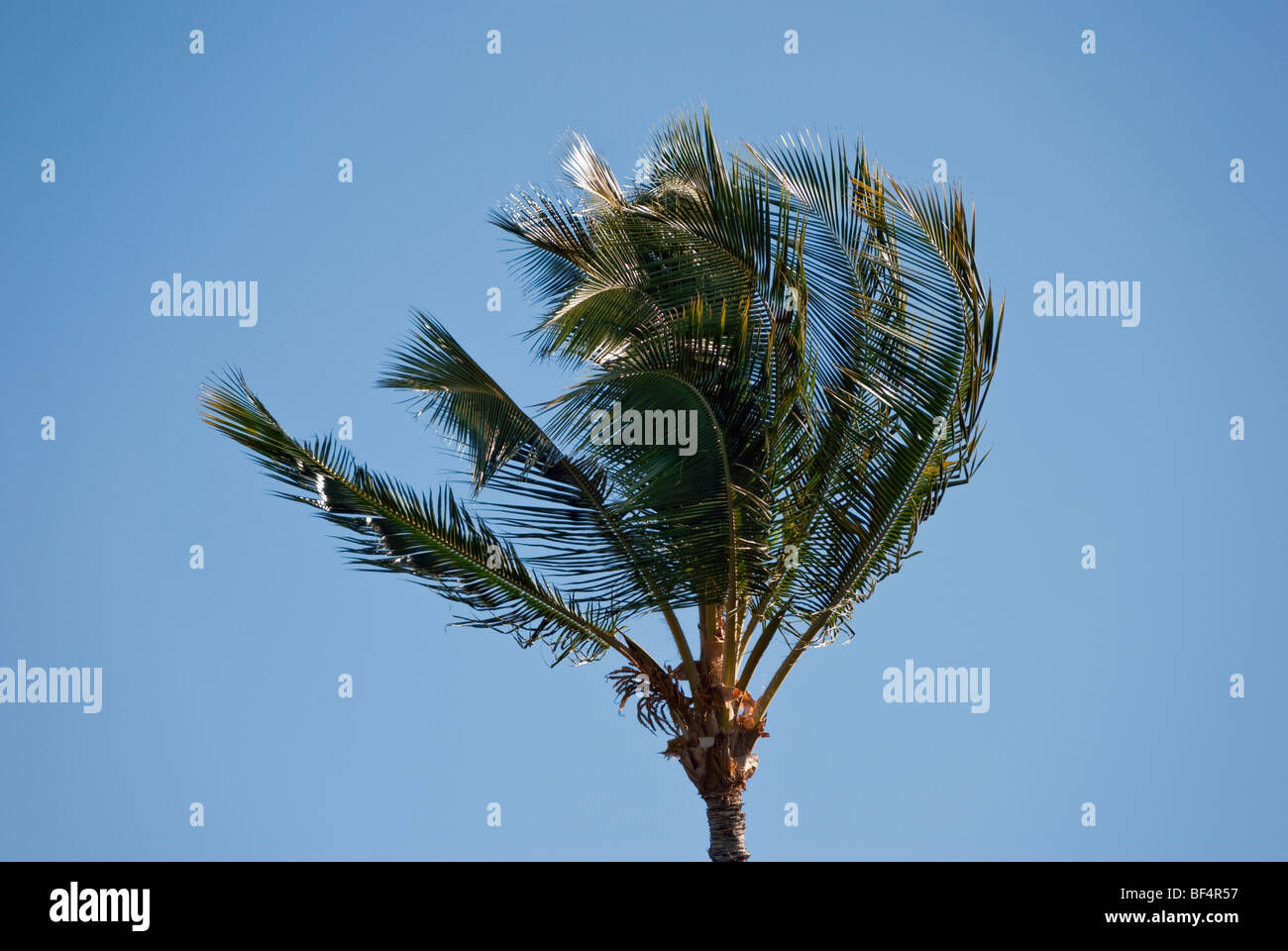 Palm tree blowing in the wind hi-res stock photography and images - Alamy