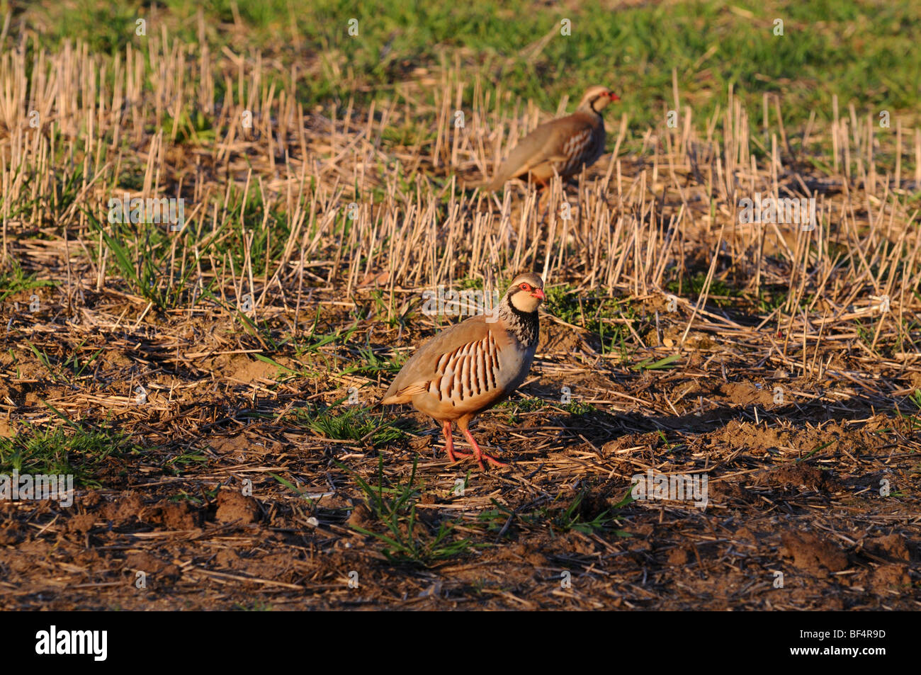 Partridge on field Stock Photo - Alamy