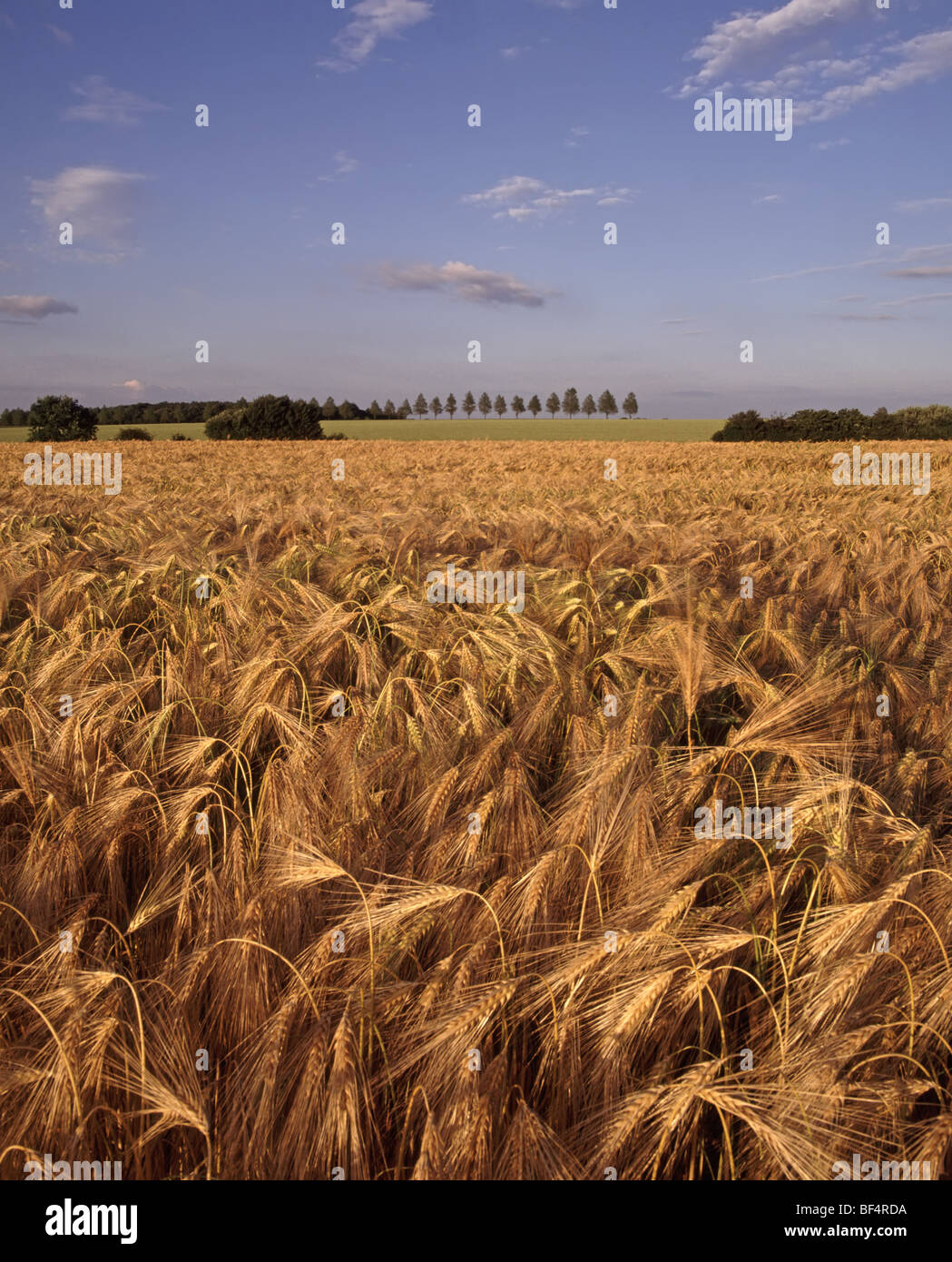 Essex countryside farming landscape of ripe Barley crop England UK ...