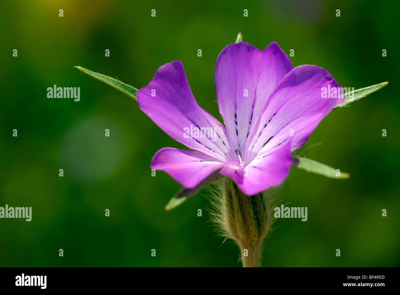 Common corncockle hi-res stock photography and images - Alamy