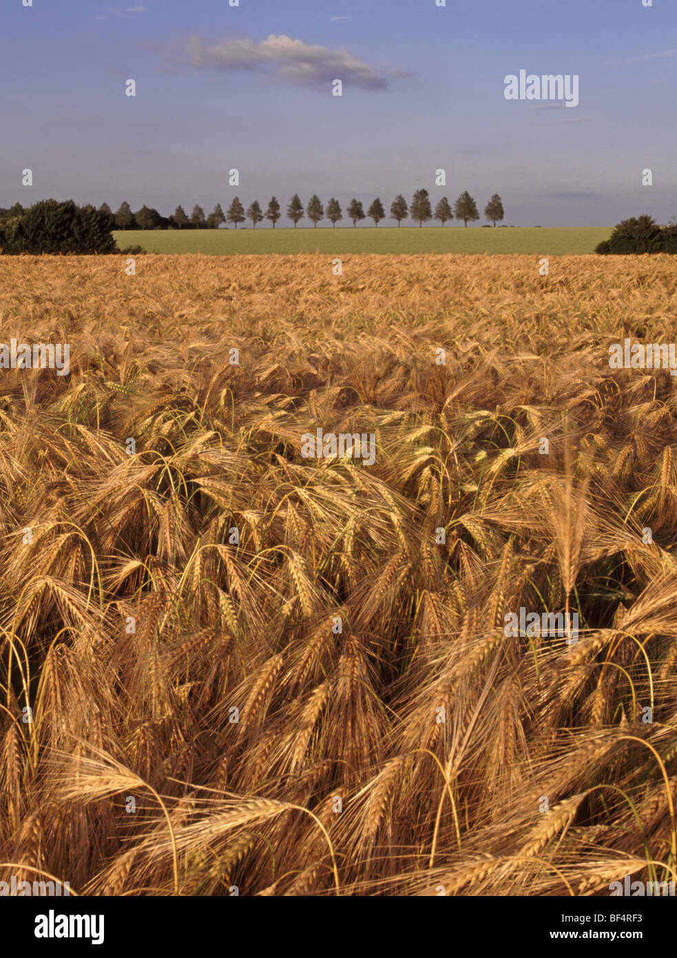 Barley british isles hi-res stock photography and images - Alamy