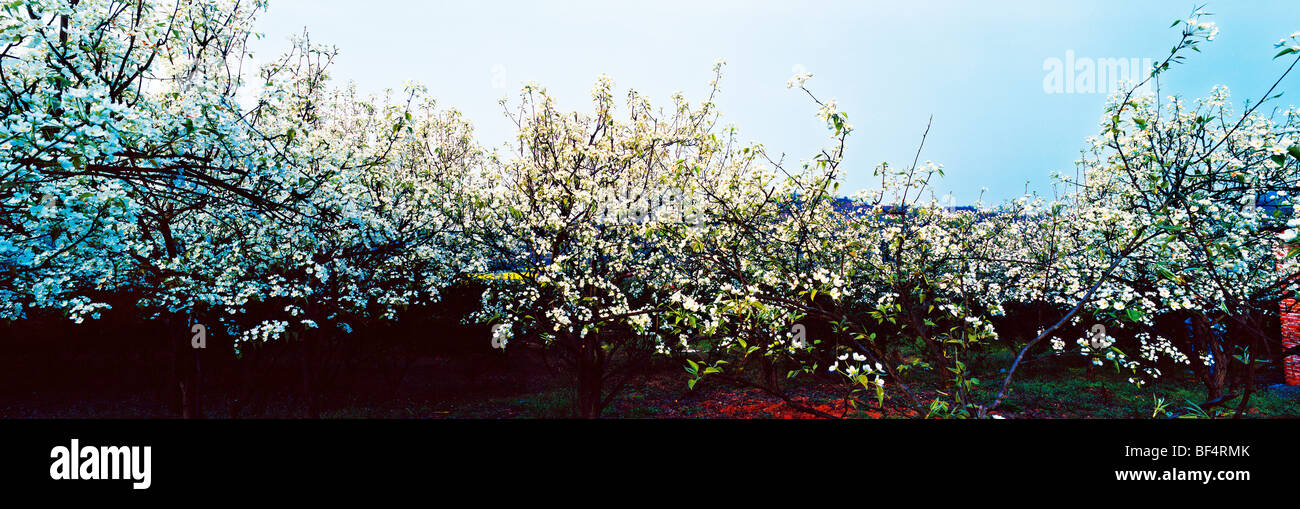 Blooming crabapple trees in spring, Chengdu, Sichuan Province, China ...