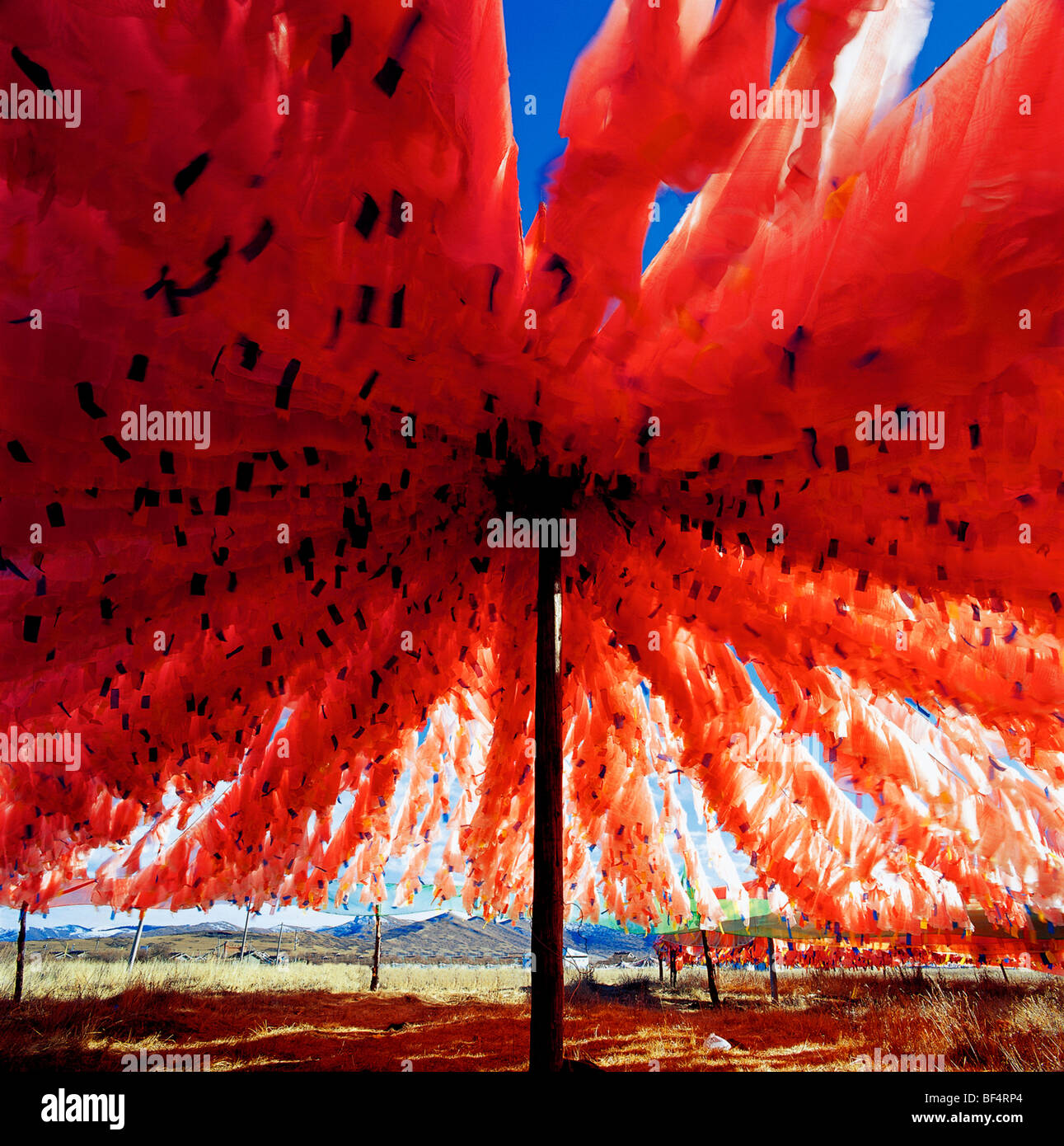 Canopy of red prayer flags, Waqie Village, Hongyuan, Aba Qiang and ...