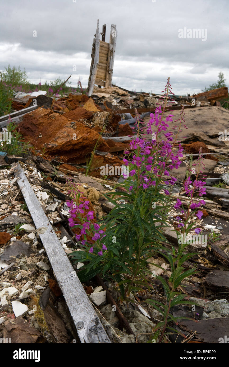 polyarny russian arctic urals Stock Photo - Alamy