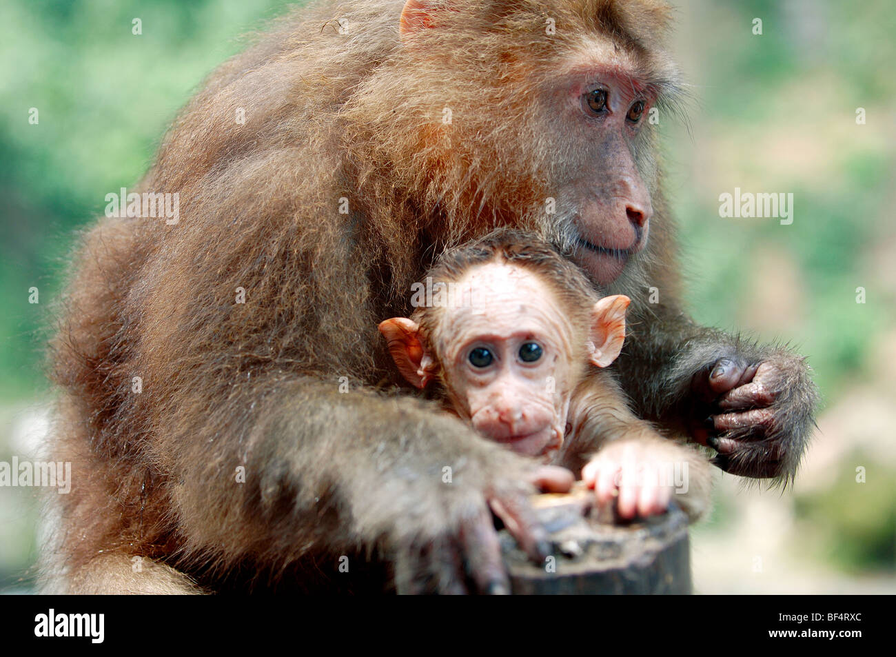 Monkey holding baby hi-res stock photography and images - Alamy