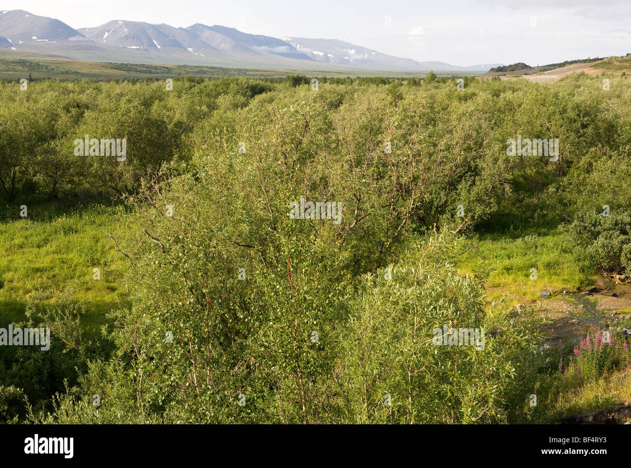 polyarny russian arctic urals Stock Photo - Alamy