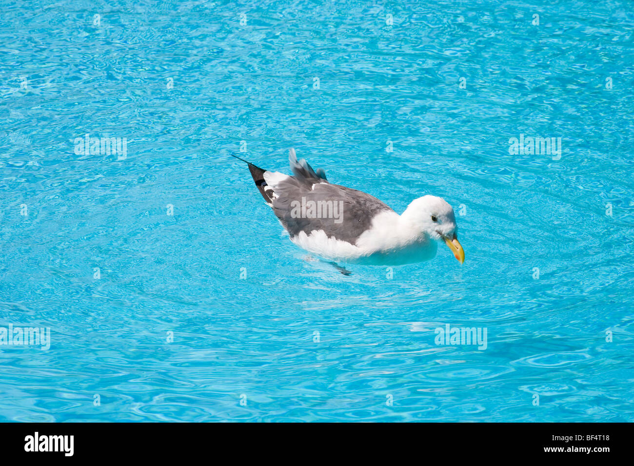 Seagull in the pool hi-res stock photography and images - Alamy