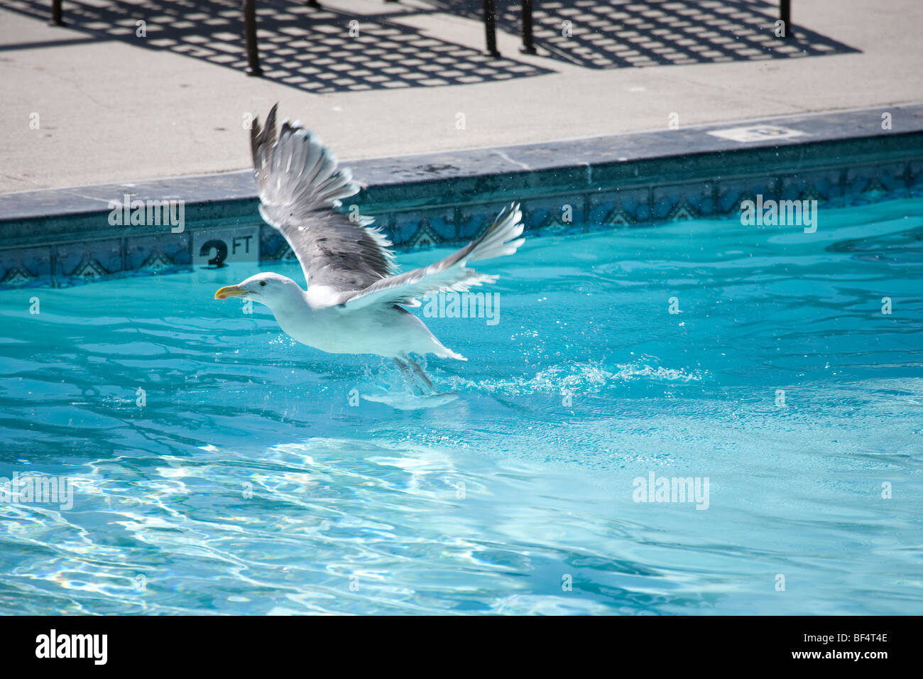 Seagull in swimming pool in California, USA Stock Photo - Alamy