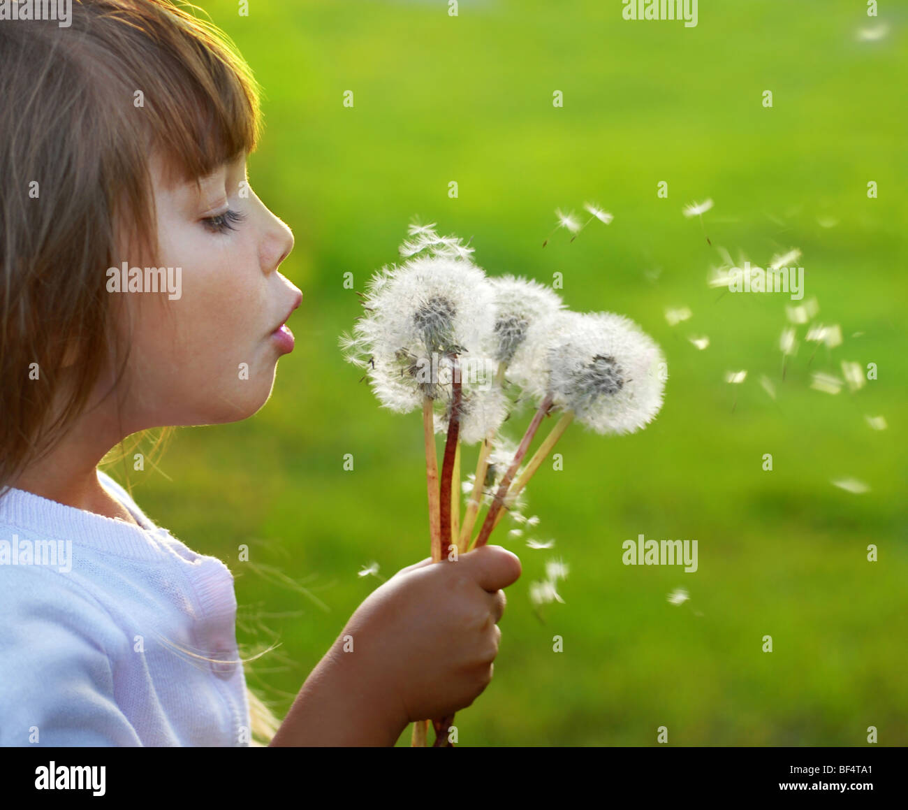 Little beautiful girl blowing dandelion on the meadow at sunset Stock ...