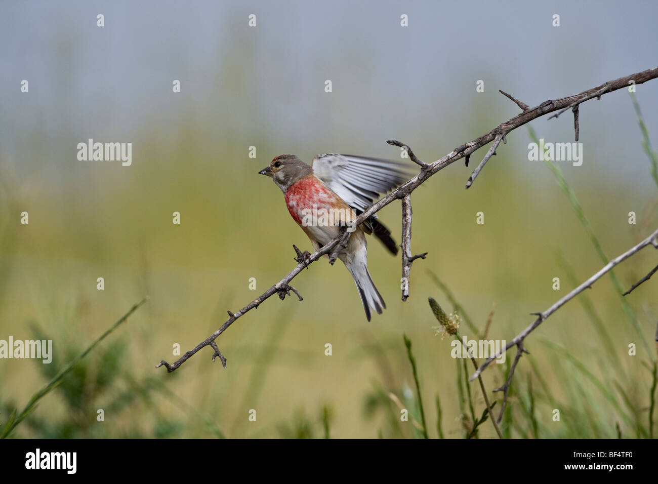 Common Linnet (Carduelis cannabina) about to fly bird Stock Photo - Alamy