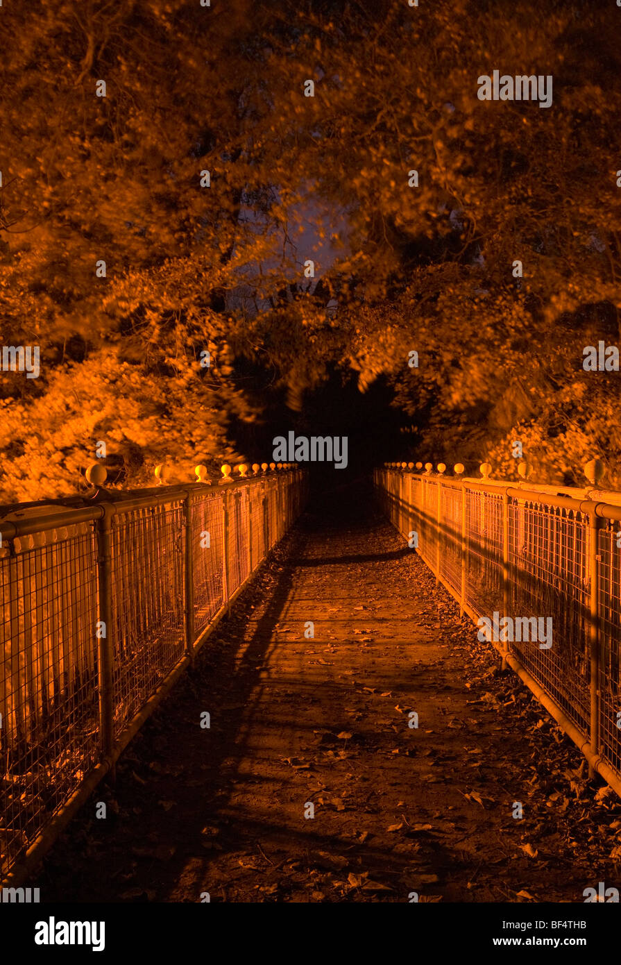 North Downs Way Footbridge Over Reigate Hill Surrey Lit At Night By ...
